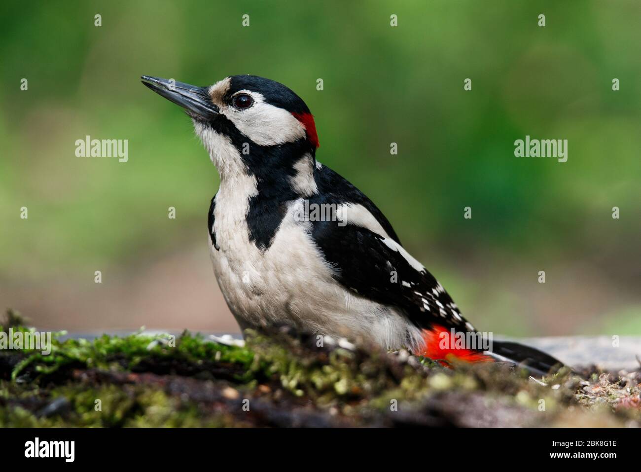 Large spotted woodpecker sat hi-res stock photography and images - Alamy