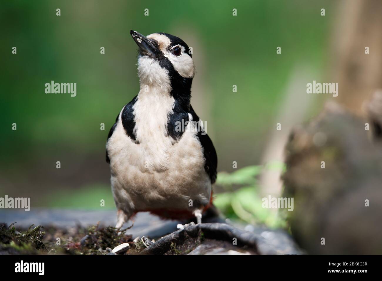 A large spotted woodpecker sat on an old branch in the moss ...