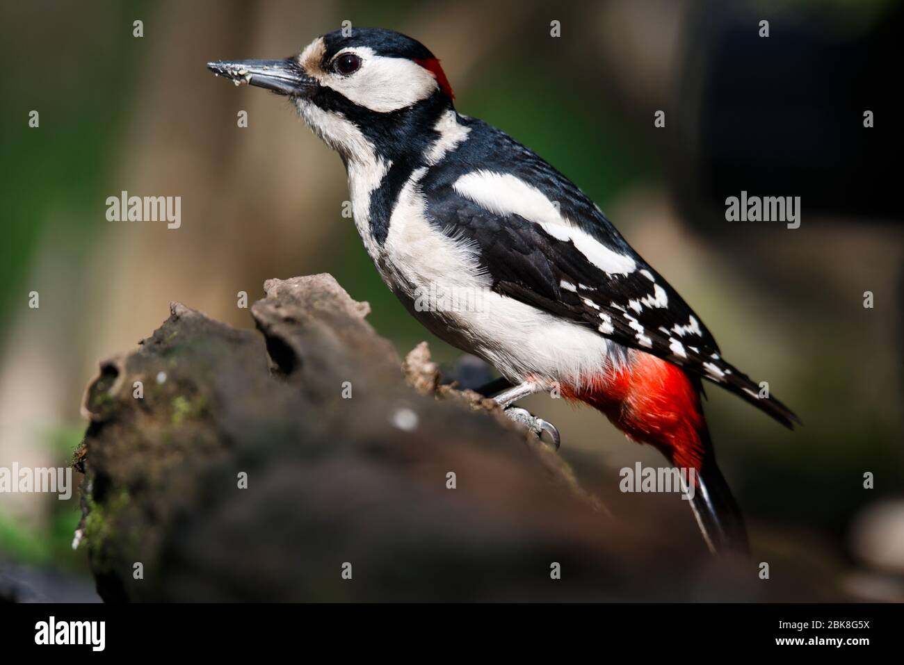 A large spotted woodpecker sat on an old branch in the moss ...