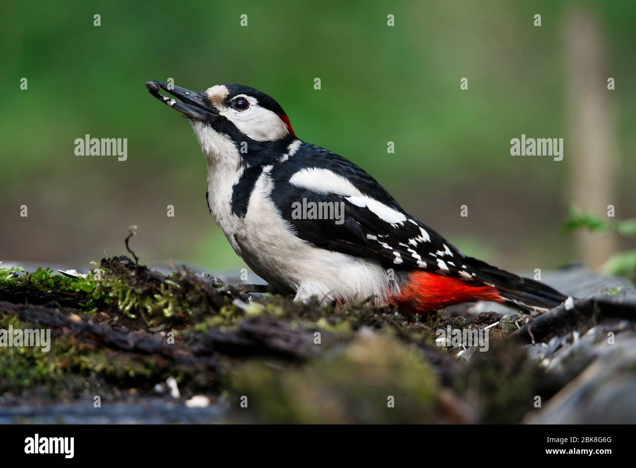 A large spotted woodpecker sat on an old branch in the moss ...