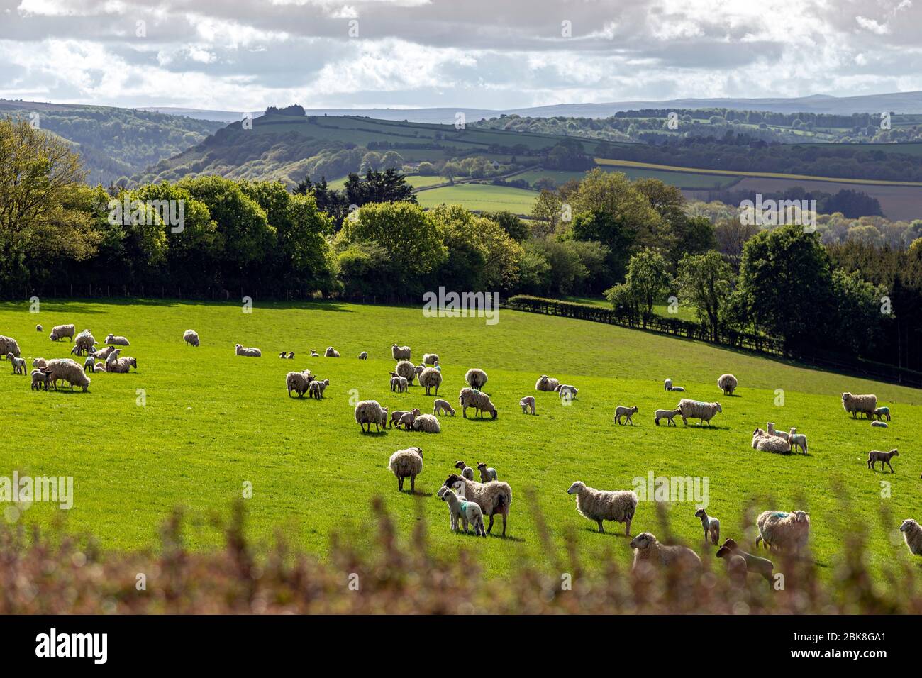 Teign gorge and Prestonbury Castle, Agriculture Photos, Animal Photos ...