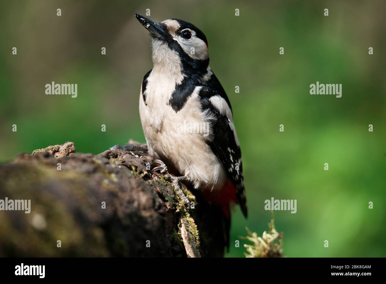A large spotted woodpecker sat on an old branch in the moss ...