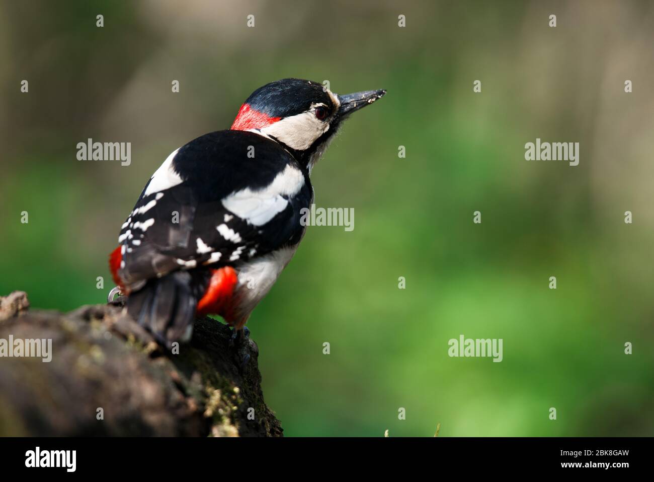 A large spotted woodpecker sat on an old branch in the moss ...
