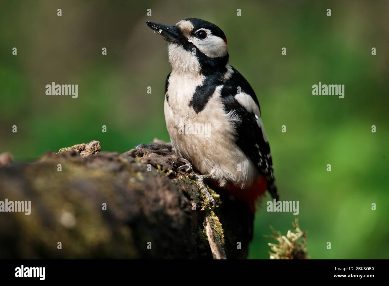 A large spotted woodpecker sat on an old branch in the moss ...