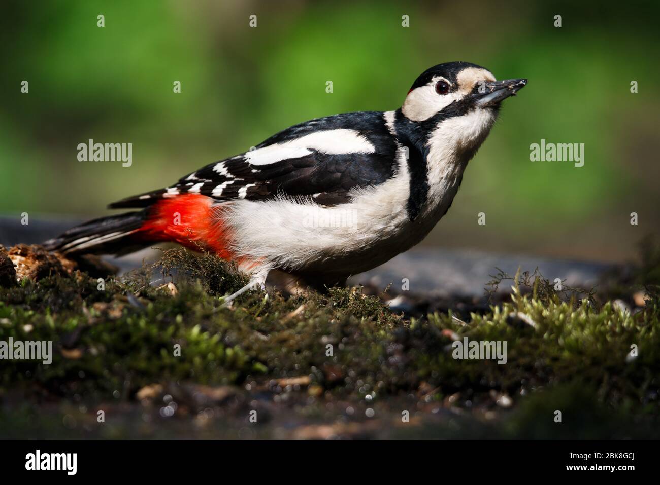 A large spotted woodpecker sat on an old branch in the moss ...