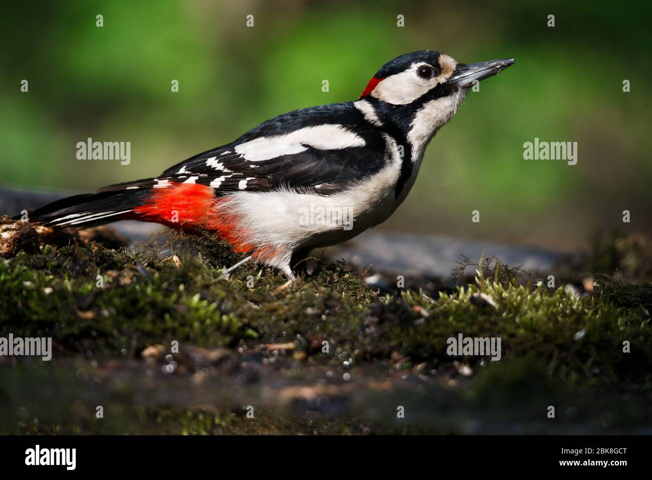 Woodpeckeer on tree hi-res stock photography and images - Alamy