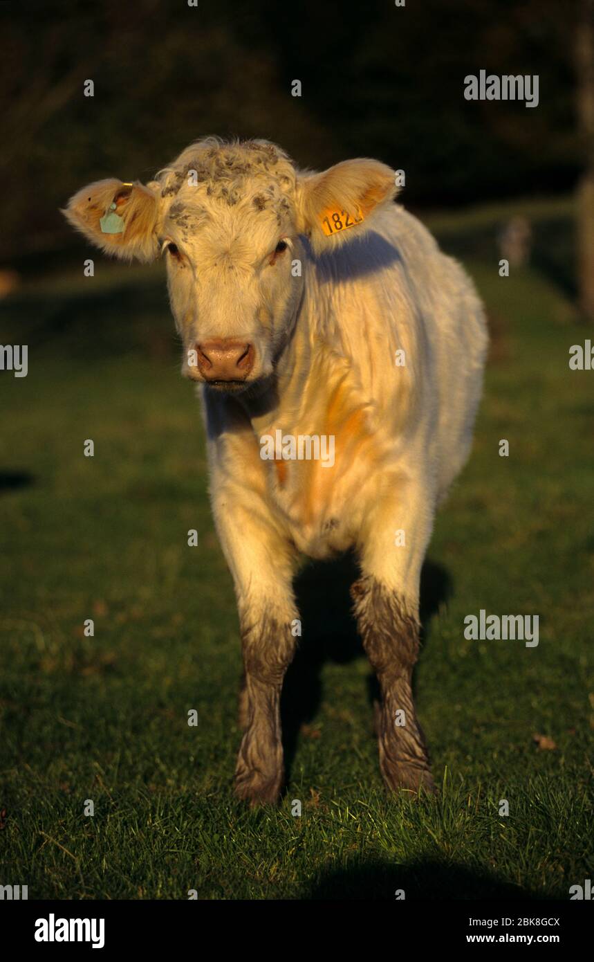 France, Moselle (57), Woustviller, purebred cow Charolais Stock Photo ...