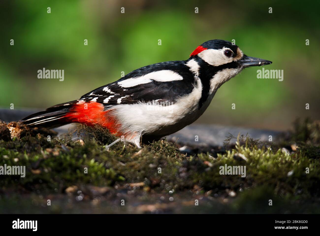 A large spotted woodpecker sat on an old branch in the moss ...