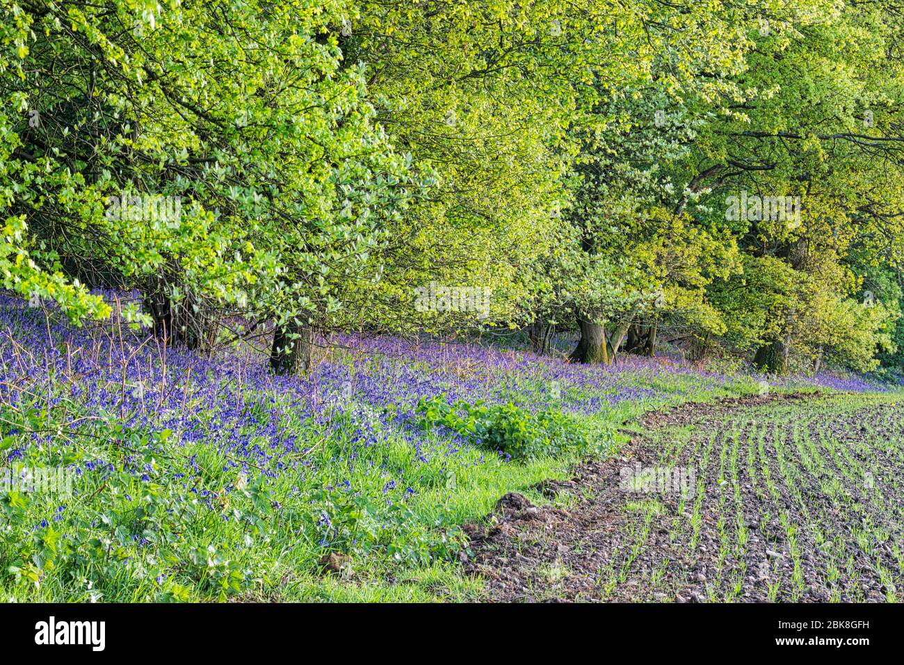 English bluebells in woodland in Spring in England, UK Stock Photo - Alamy