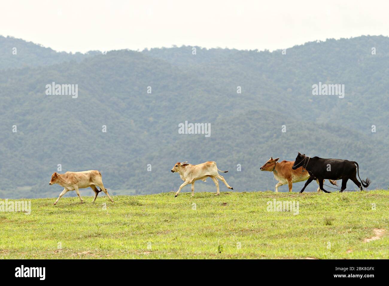 Little cattles calf strain beef master happy in the kui buri grassland ...
