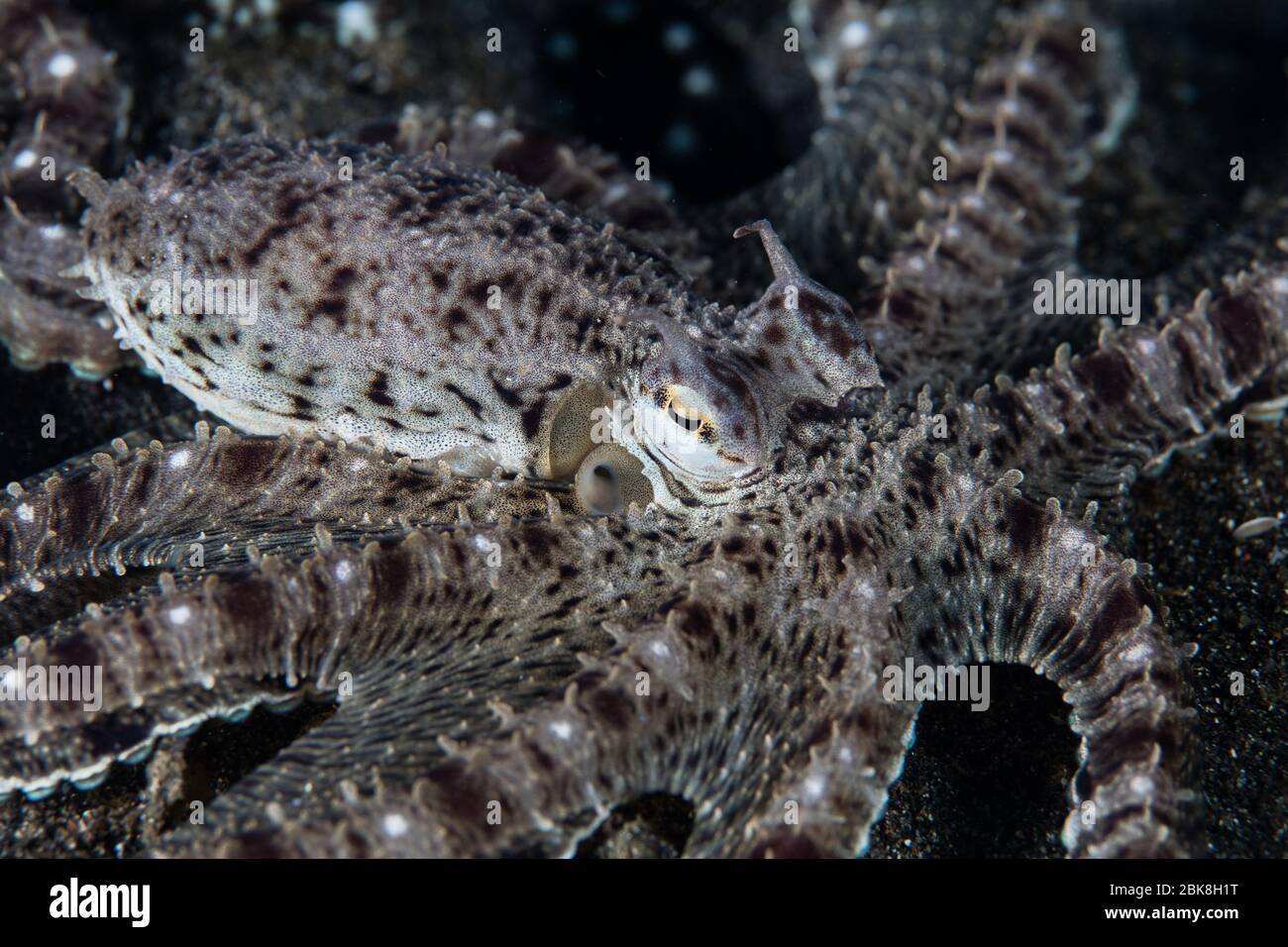 A rare Mimic octopus crawls over the black sand in Lembeh Strait ...