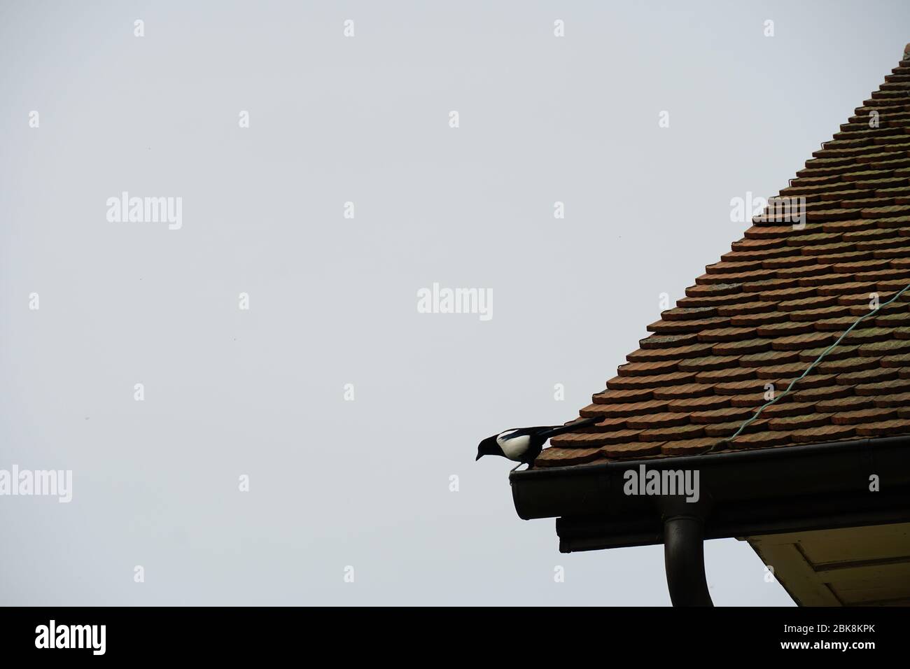 Magpie sitting at he edge of the roof of family house covered with ...