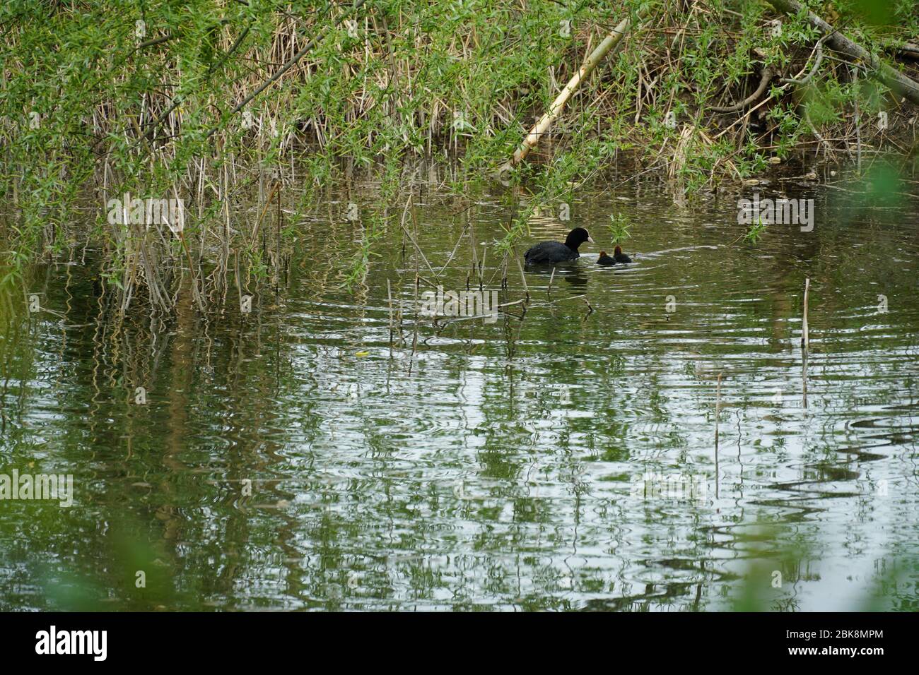 van eurasian coot with two baby coots in a dead river branch. The ...