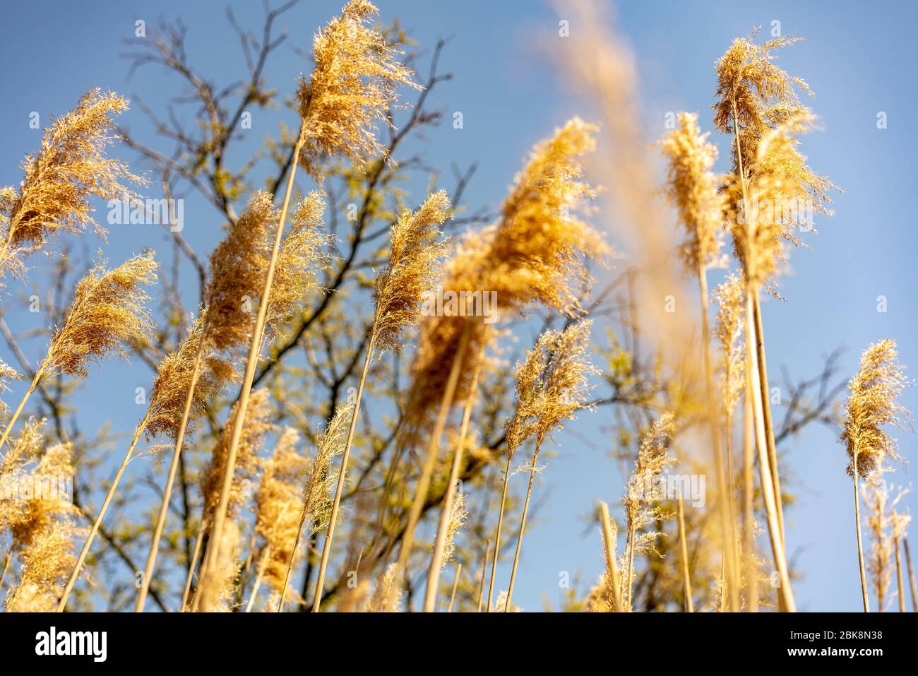 Amber waves of grain hi-res stock photography and images - Alamy