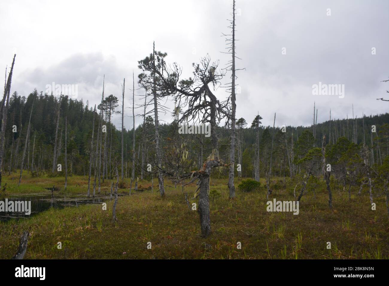 Muskeg swamp in the 1,198-acre Thoms Place State Marine Park is on ...