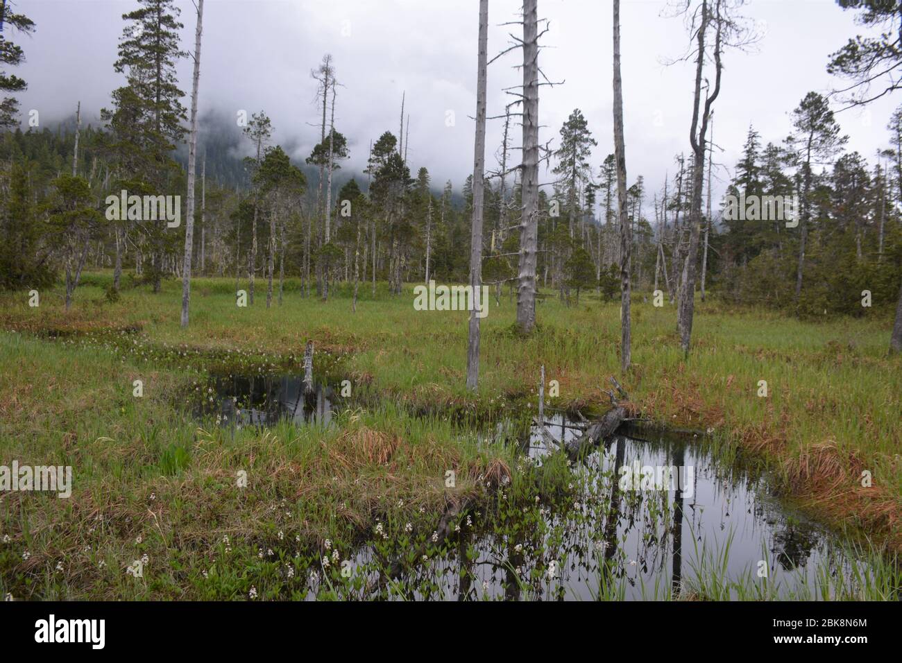 Muskeg hi-res stock photography and images - Alamy