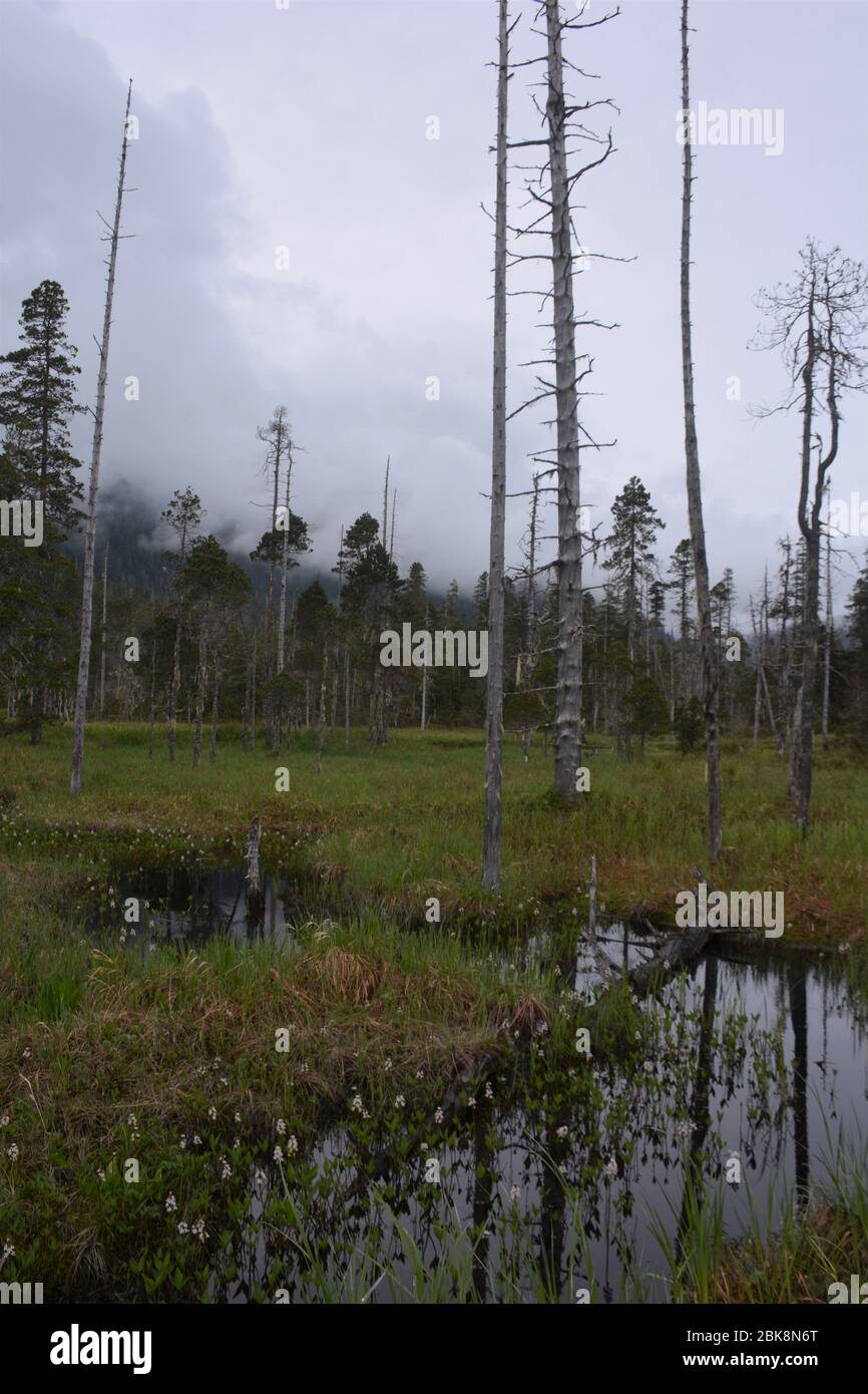 Muskeg hi-res stock photography and images - Alamy