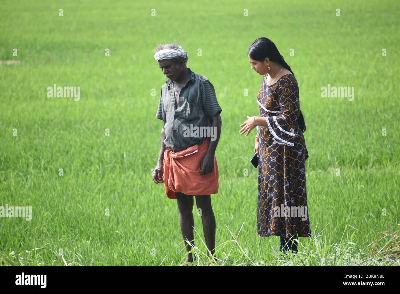 Agriculture farmer of Asia rice field work concept.Farmers grow rice in ...