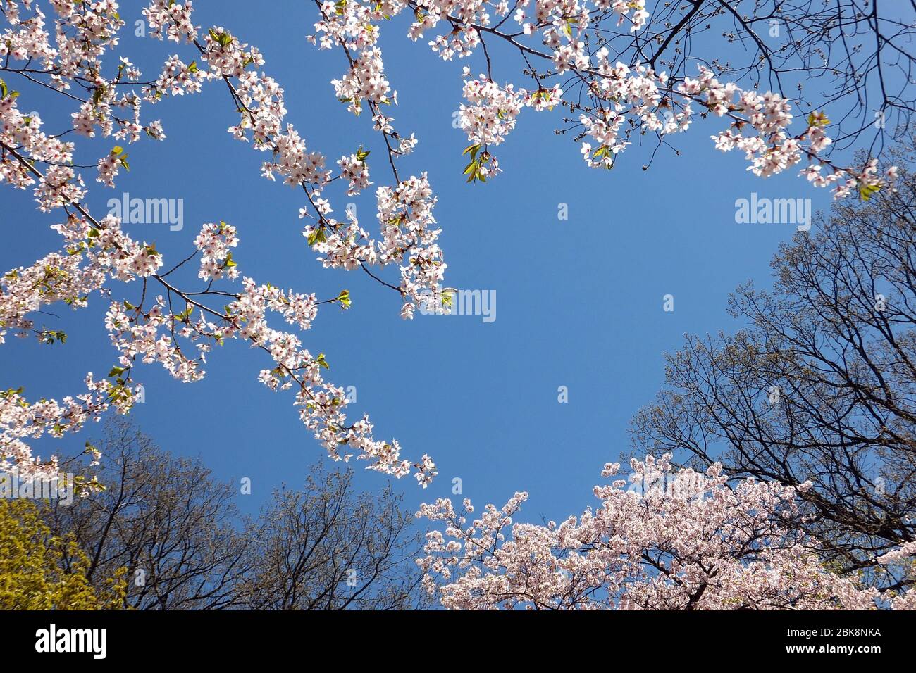 Cherry Blossoms at High Park, Toronto Stock Photo - Alamy