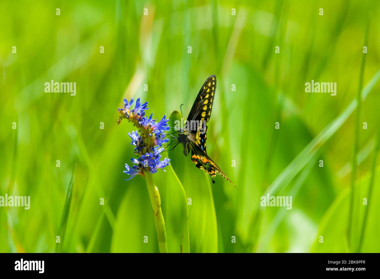 Blue swallowtail hi-res stock photography and images - Alamy