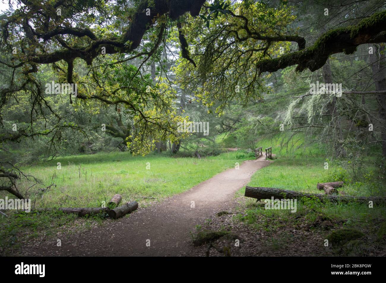 Mount Tamalpais State Park, California Stock Photo - Alamy