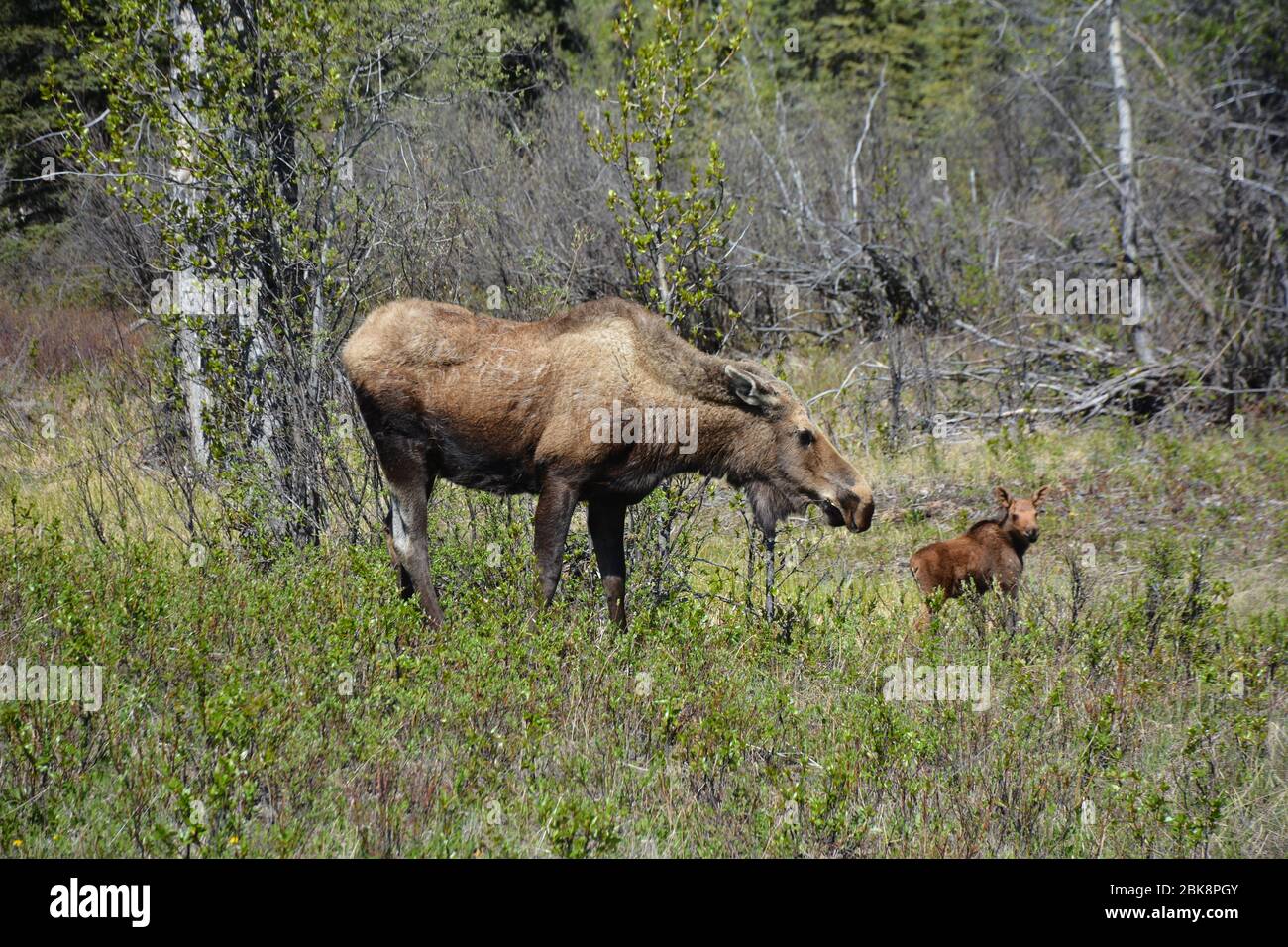 Female Moose High Resolution Stock Photography and Images - Alamy