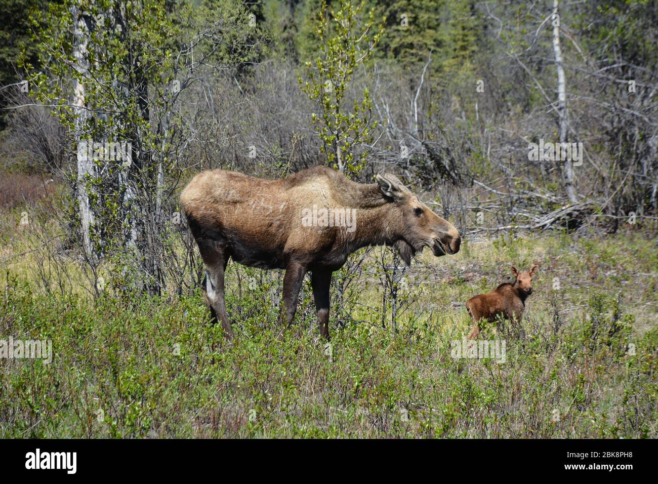 A female moose (cow) with its calf by the roadside near Anchorage ...