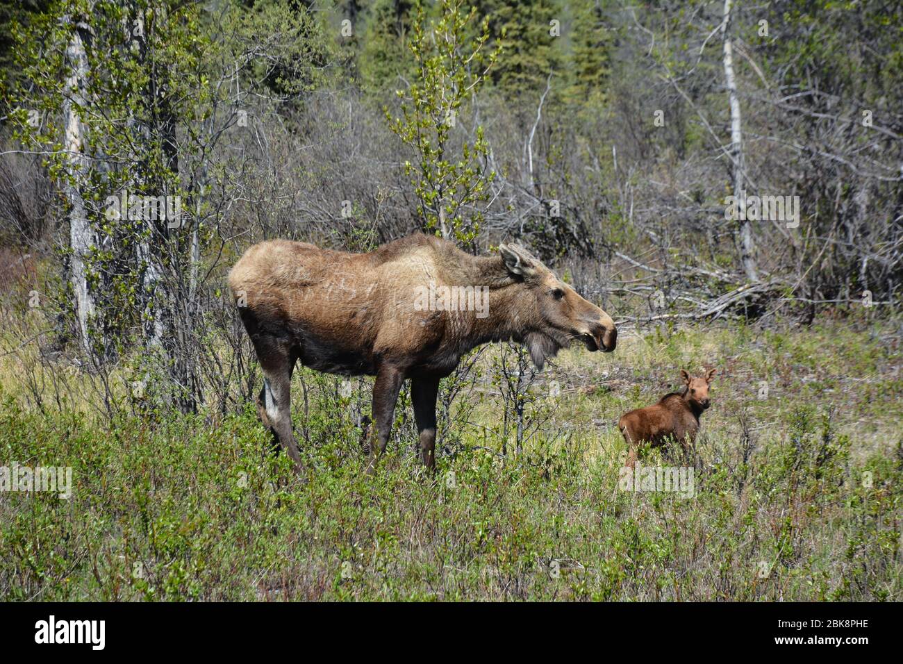 A female moose (cow) with its calf by the roadside near Anchorage ...