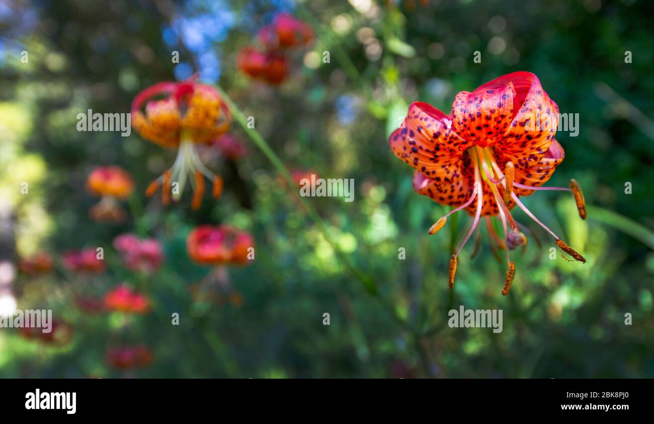 Leopard lilies, Mount Tamalpais, California Stock Photo - Alamy