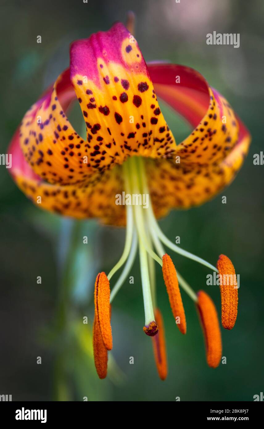 California native wildflower hi-res stock photography and images - Alamy