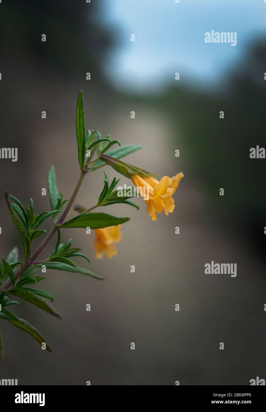 Bush monkey flower hi-res stock photography and images - Alamy