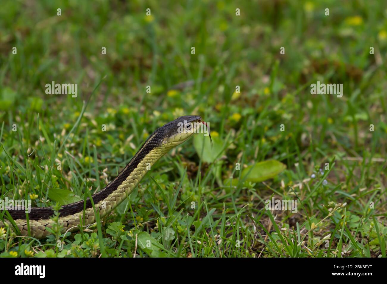 Garter snake slithering through the grass with its tongue out Stock ...