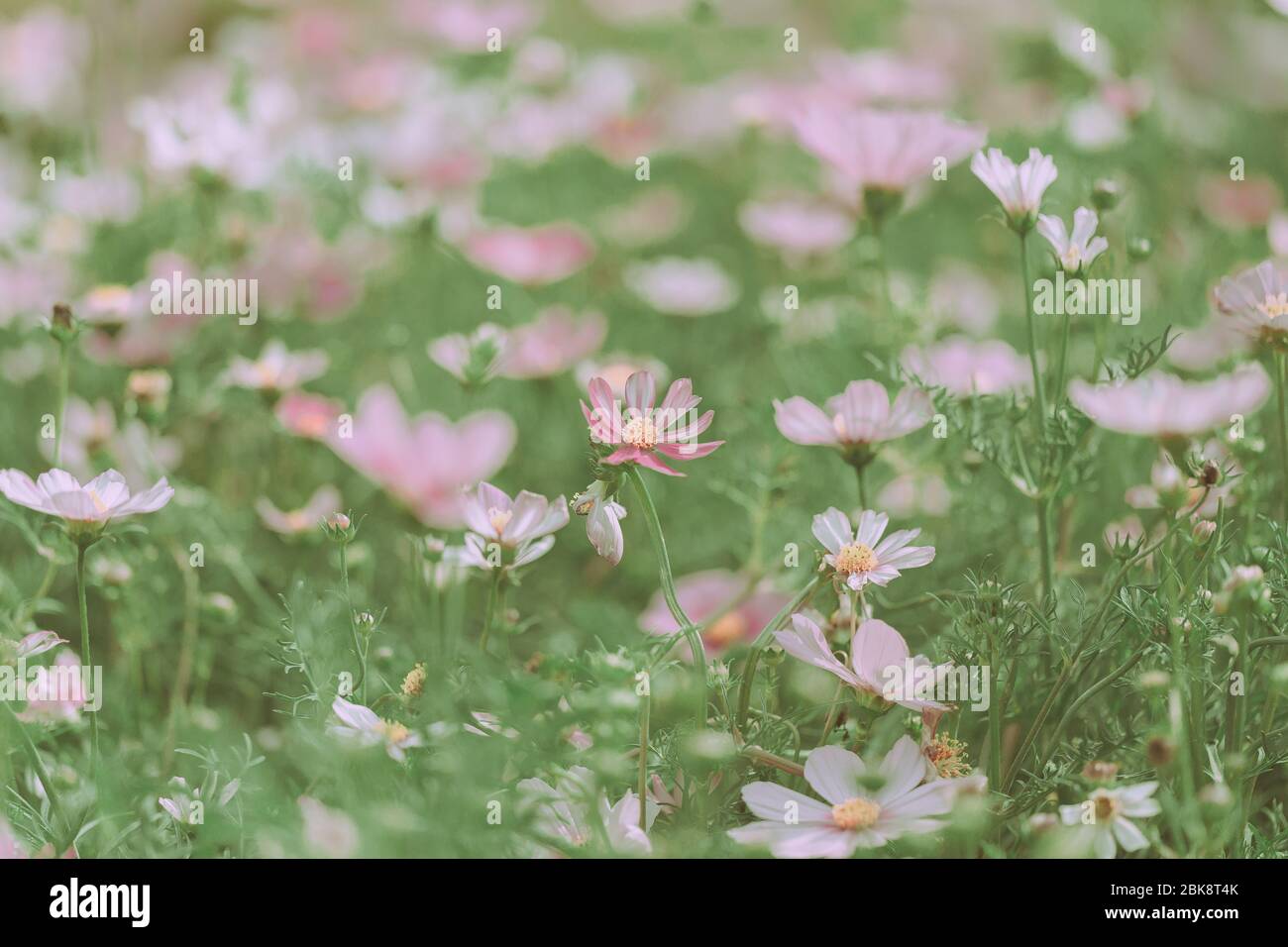 dramatic flower background; Nature Background Stock Photo - Alamy