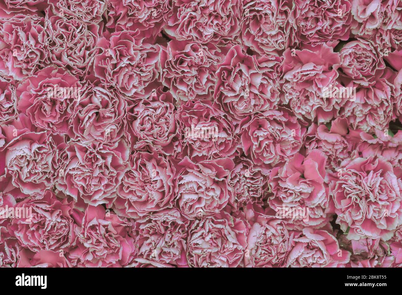 dramatic flower background; Nature Background Stock Photo - Alamy