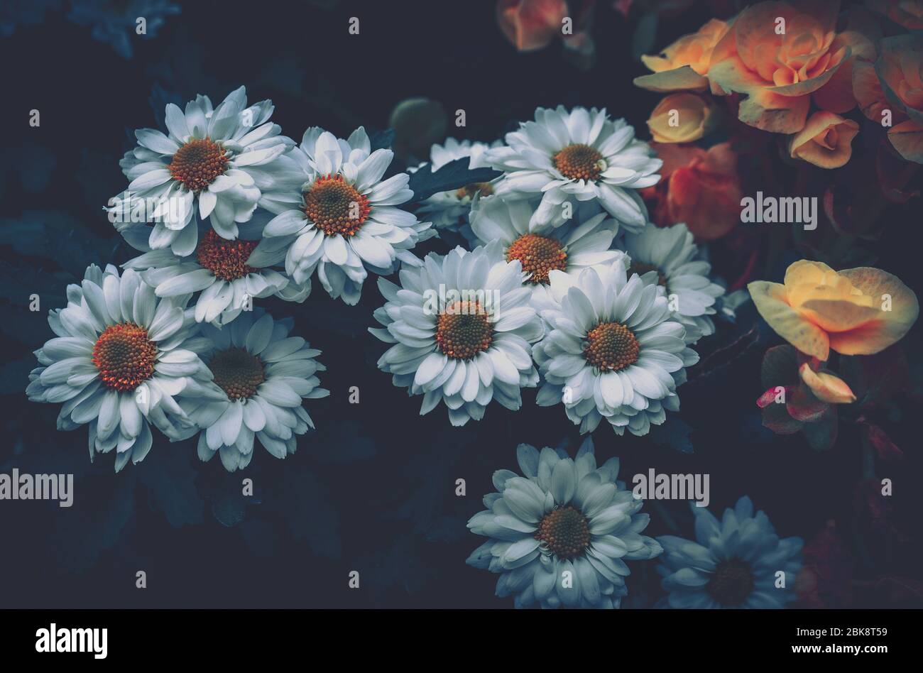 dramatic flower background; Nature Background Stock Photo - Alamy