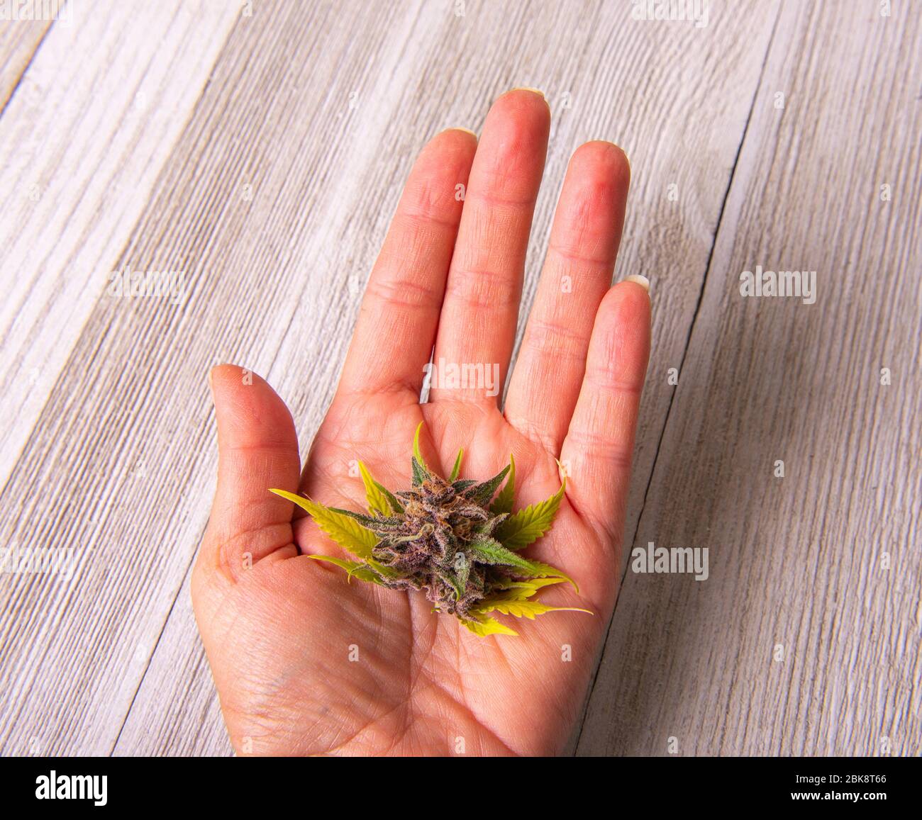 Hand holding small cannabis bud or flower against white wood background ...