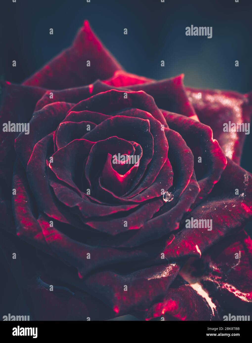 Closed Up Rose Flower on vintage style Stock Photo - Alamy