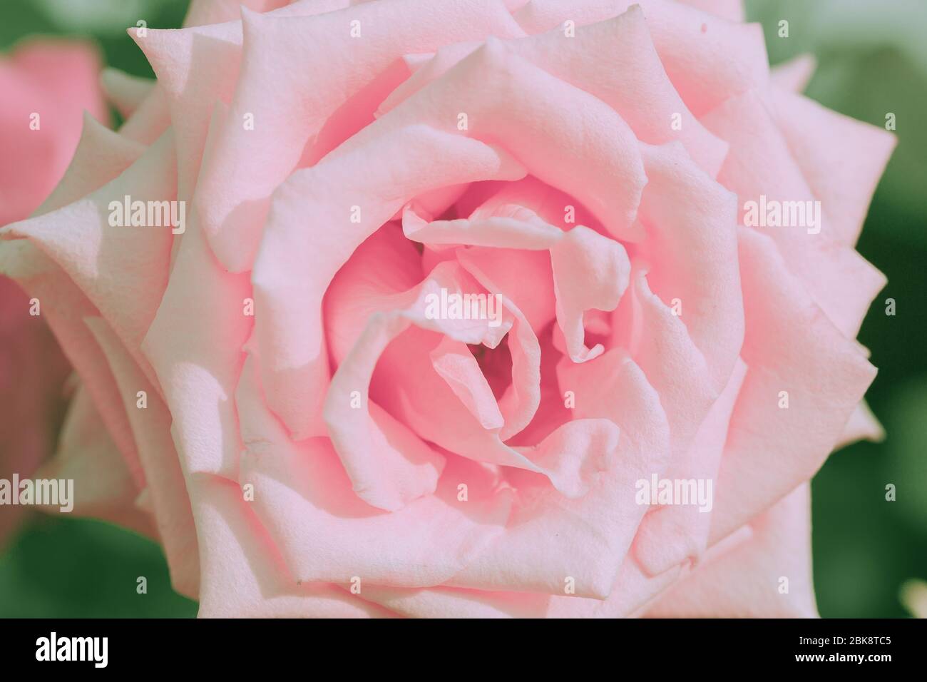 Closed Up Rose Flower on Japanese vintage style Stock Photo - Alamy