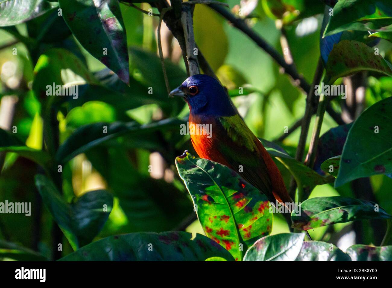 Passerina Ciris High Resolution Stock Photography and Images - Alamy