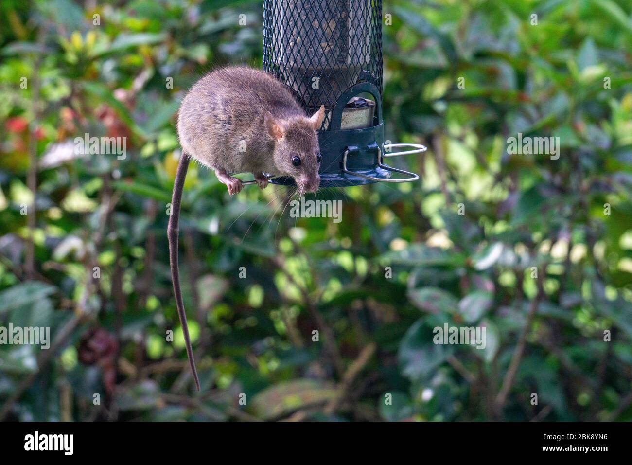 Rat at bird feeder hi-res stock photography and images - Alamy