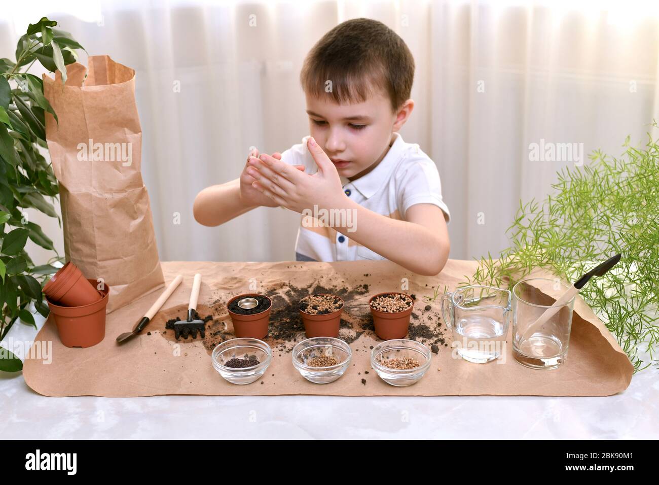 Planting micro greens seeds in pots. The boy installed a funnel for ...