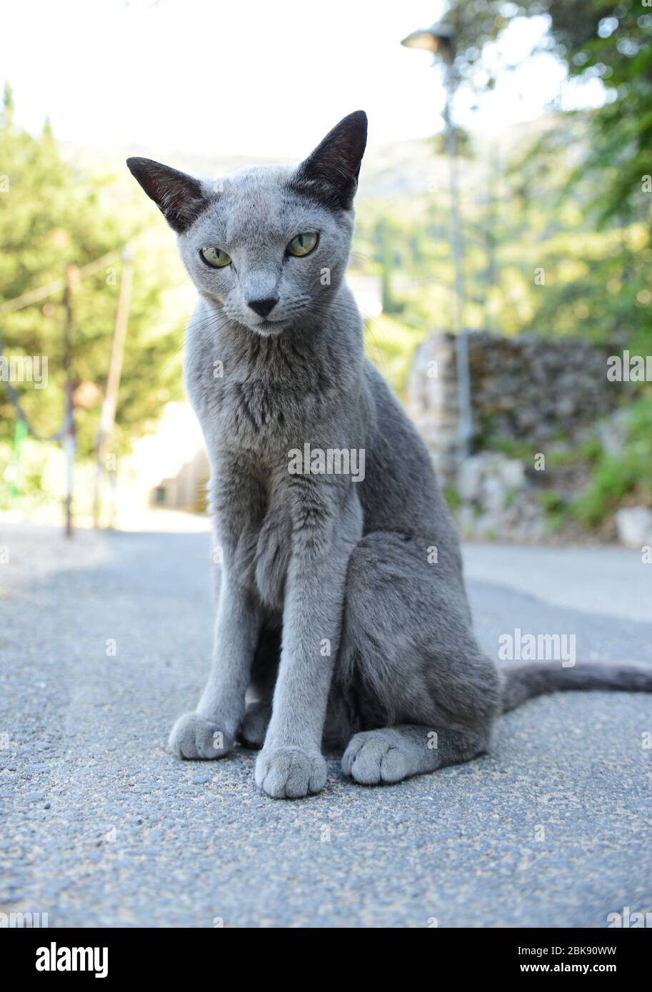 Russian grey cat hi-res stock photography and images - Alamy