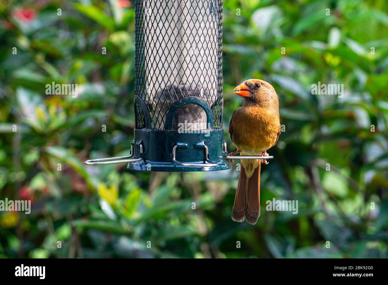 Brown Female Northern Cardinal (Cardinalis cardinalis) sitting on a ...