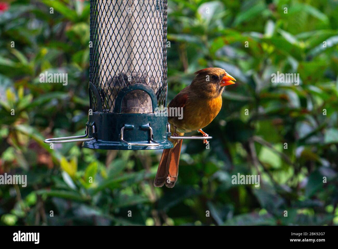 Brown Female Northern Cardinal (Cardinalis cardinalis) sitting on a ...