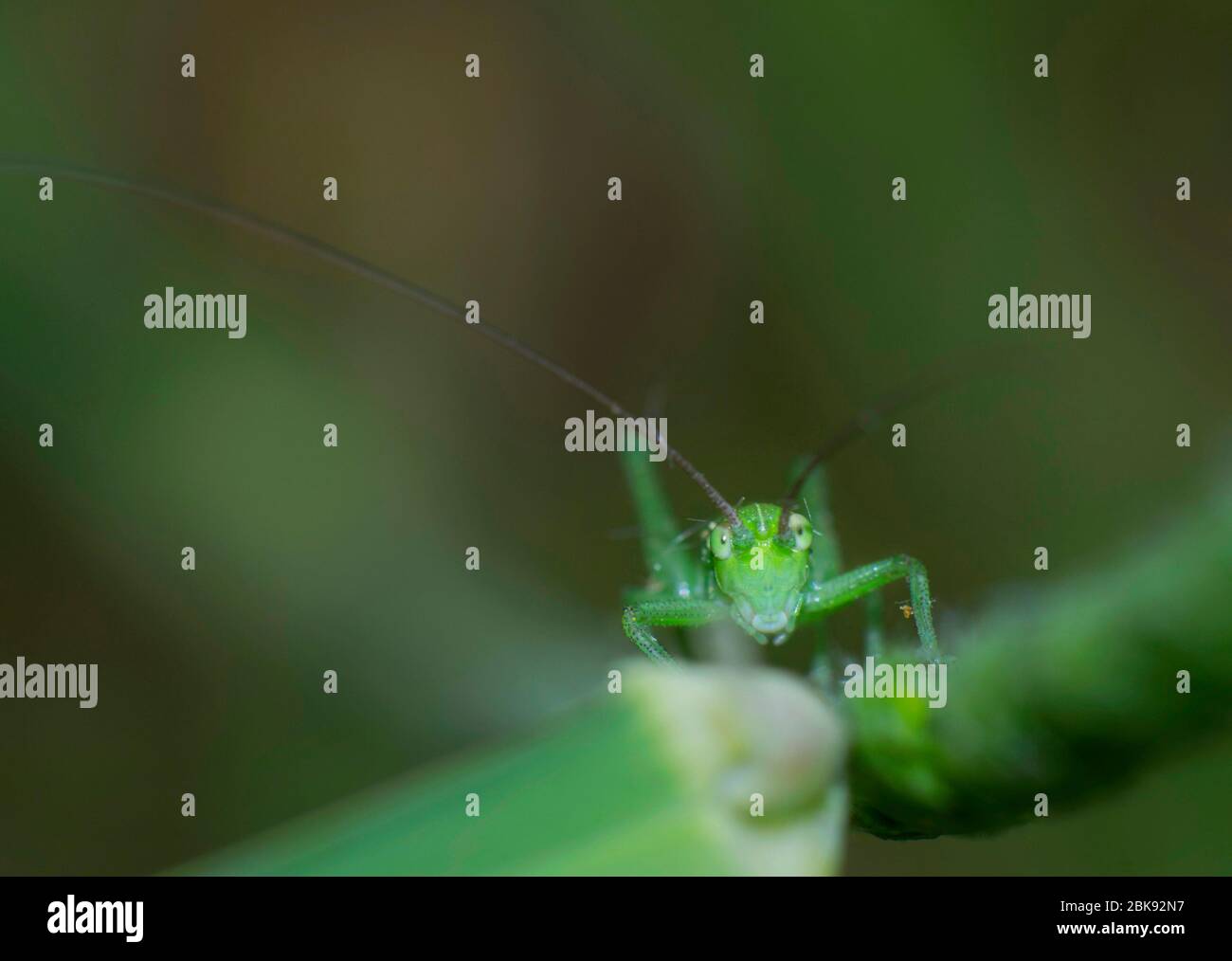 Climbing bugs hi-res stock photography and images - Alamy