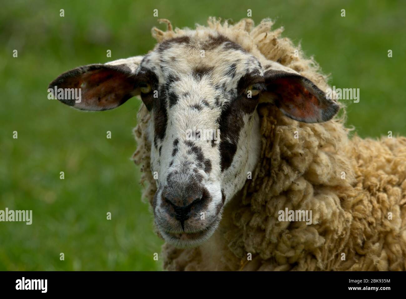 Sheep head on green background, close up view. Sheep Portrait Stock ...