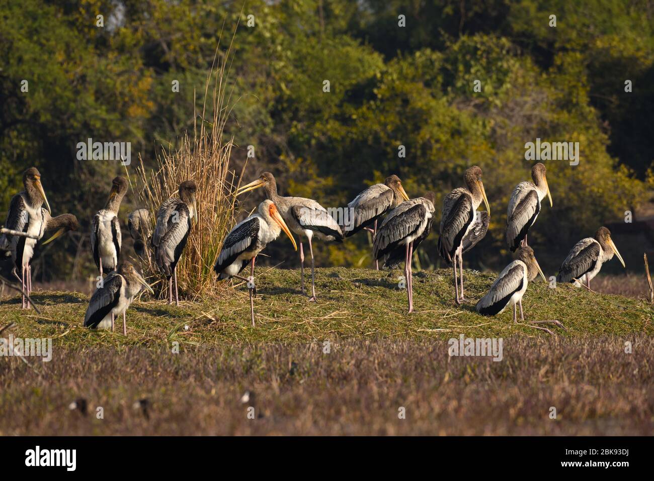 Painted stork family Stock Photo - Alamy