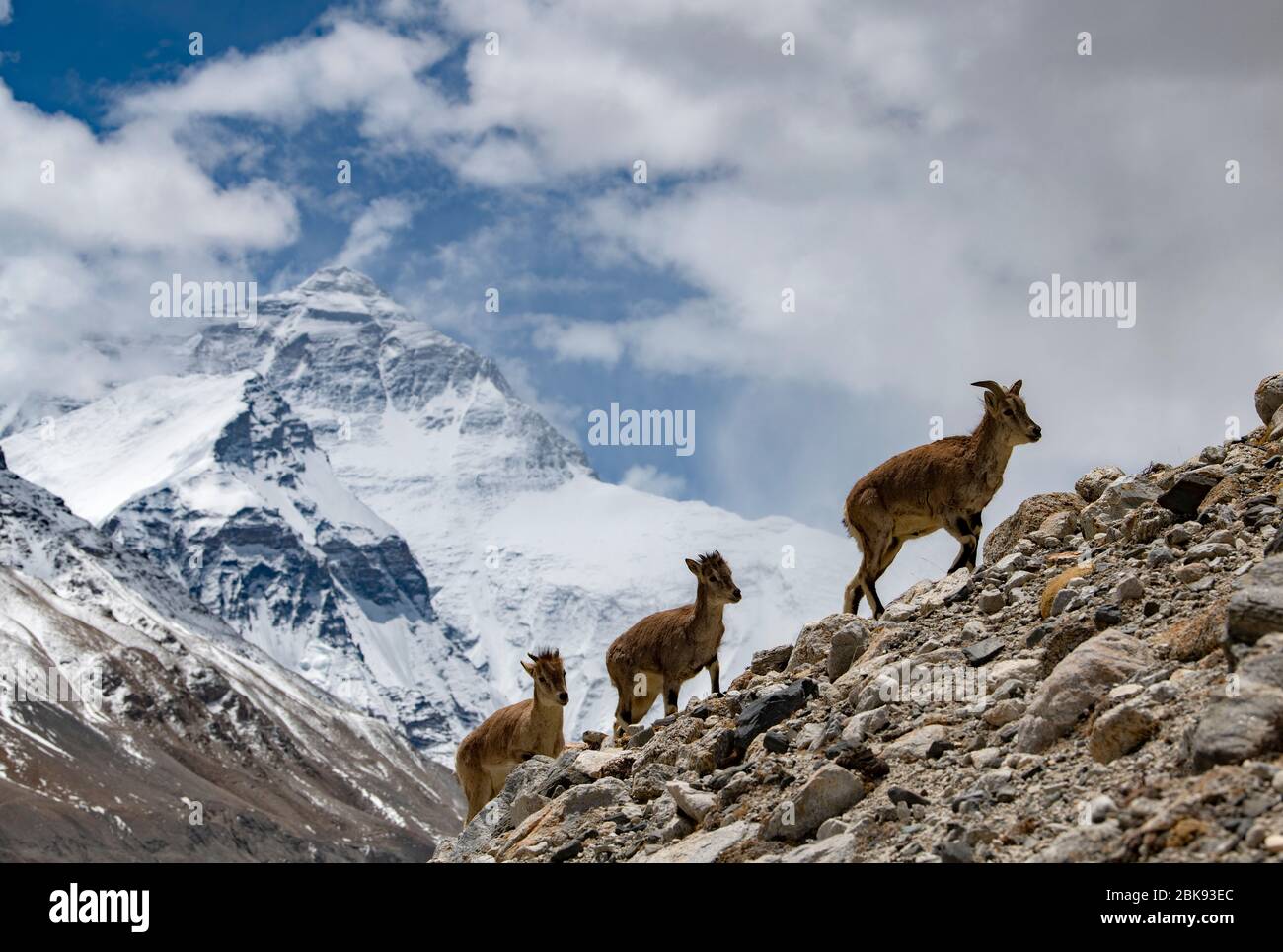 Beijing, China. 29th Apr, 2020. Blue sheep are seen in Mount Qomolangma ...
