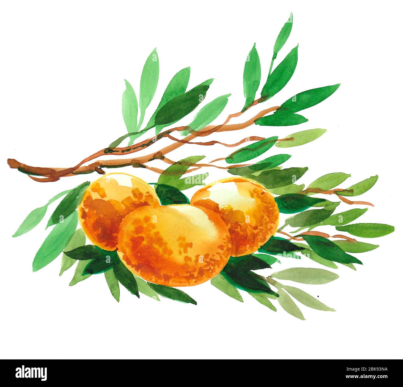 Mandarin tree fruit Cut Out Stock Images & Pictures - Alamy