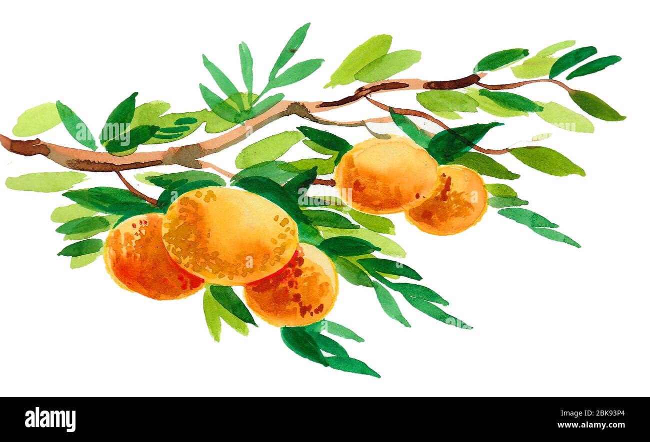 Bunch of mandarin fruits on the tree branch. Ink and watercolor drawing ...